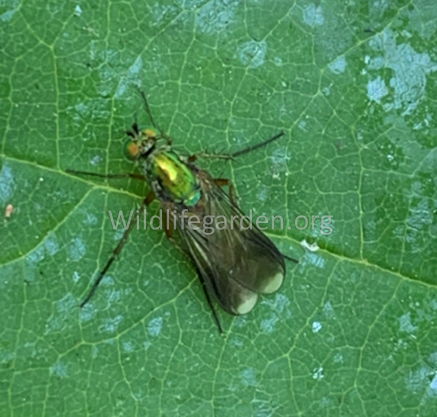 Class: Insecta – Wildlife Garden