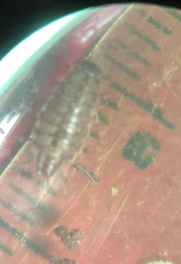 Common Striped Woodlouse – Philoscia muscorum – Wildlife Garden