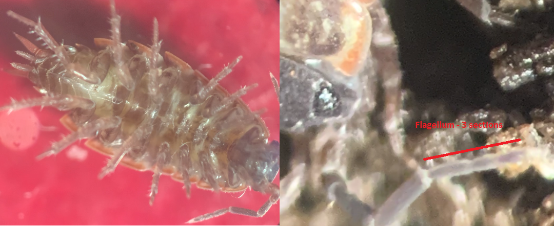 Common Striped Woodlouse – Philoscia muscorum – Wildlife Garden