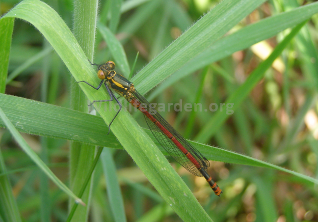 ORDERS: NEUROPTERA (LACEWINGS), ODONATA (DRAGONFLIES), ORTHOPTERA ...