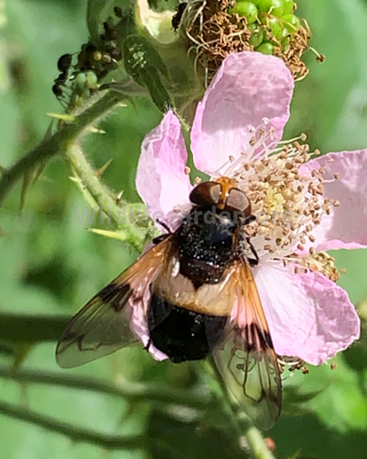 Great Pied Hoverfly – Volucella pellucens – Wildlife Garden