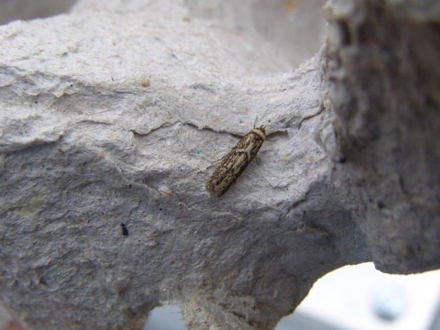 Blastobasis adustella – Wildlife Garden