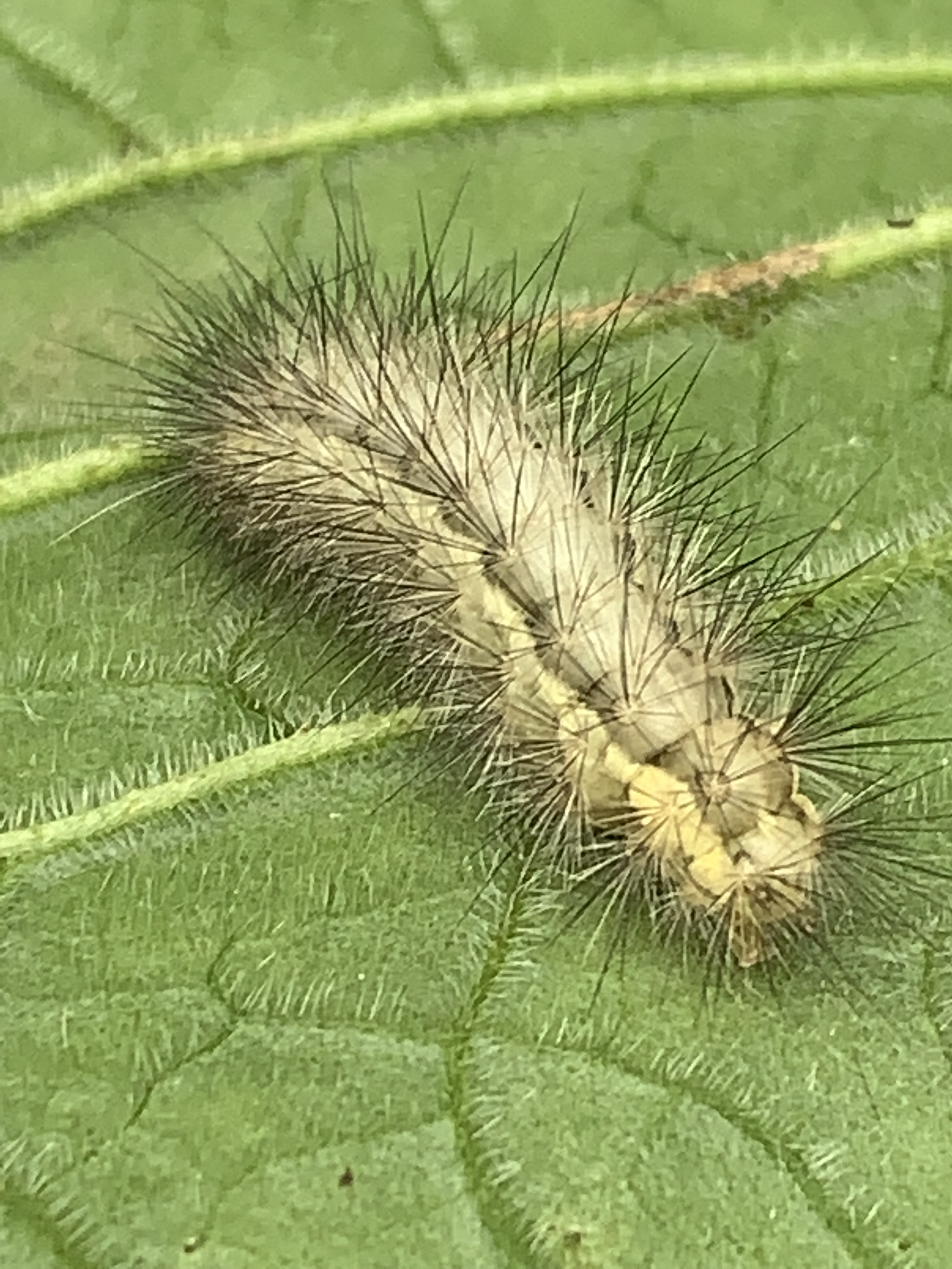 Family: Erebidae – Wildlife Garden