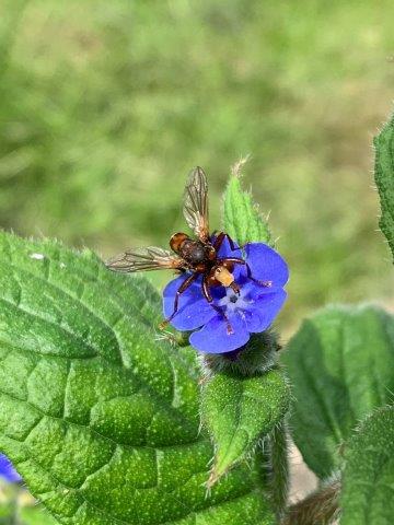 Sicus ferrugineus – The Ferruginous Bee-grabber – Wildlife Garden