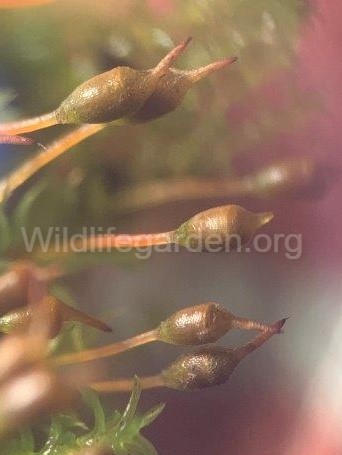 Tortula truncata – Common Pottia – Wildlife Garden
