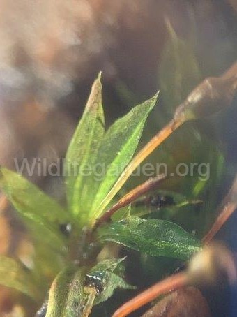 Tortula truncata – Common Pottia – Wildlife Garden