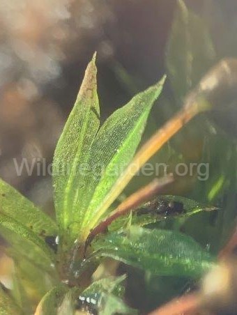 Tortula truncata – Common Pottia – Wildlife Garden