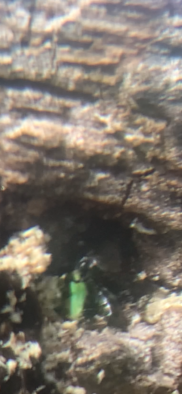 Crossocerus sp – Wildlife Garden