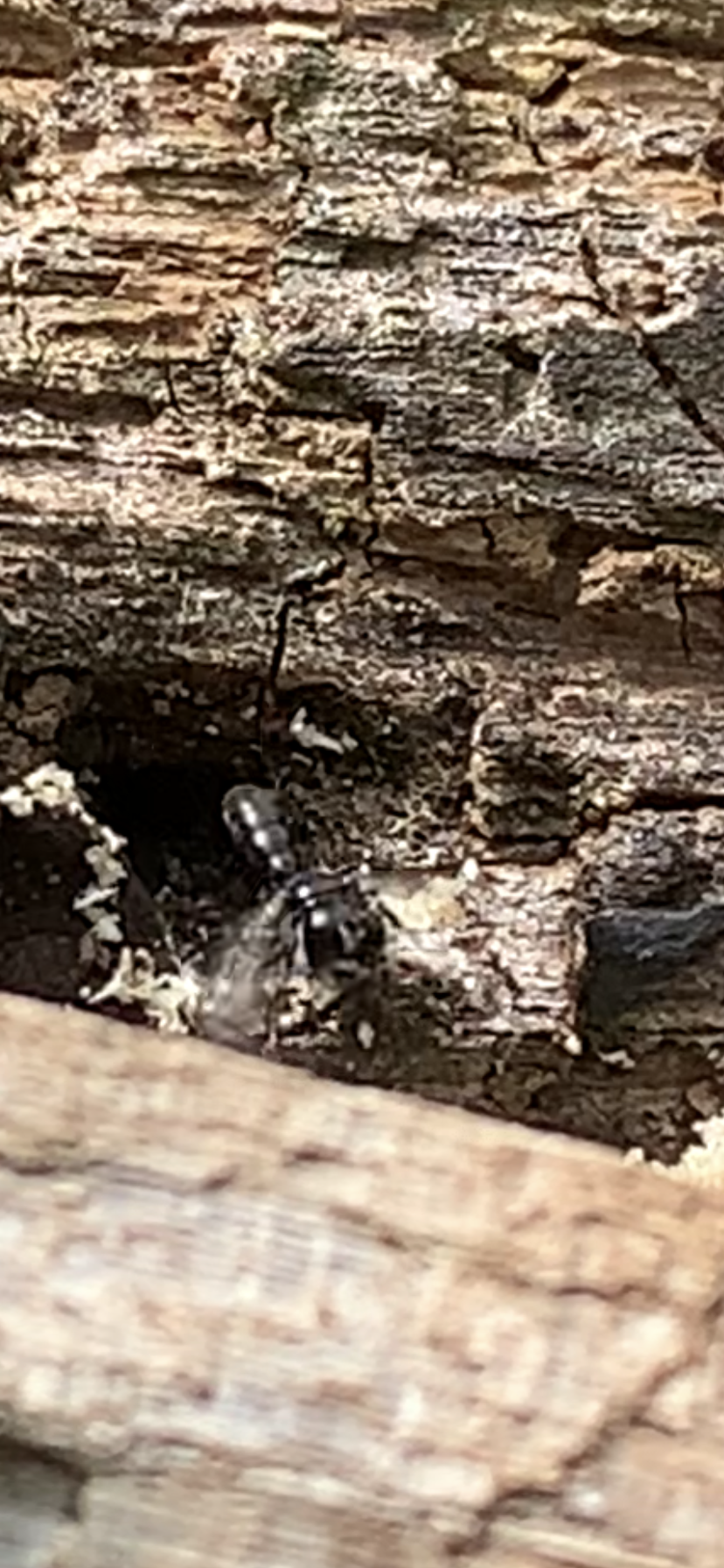 Crossocerus sp – Wildlife Garden