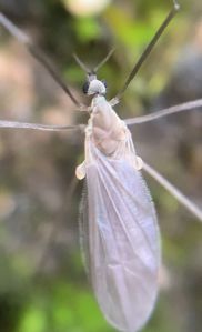 Limoniidae spp – Wildlife Garden