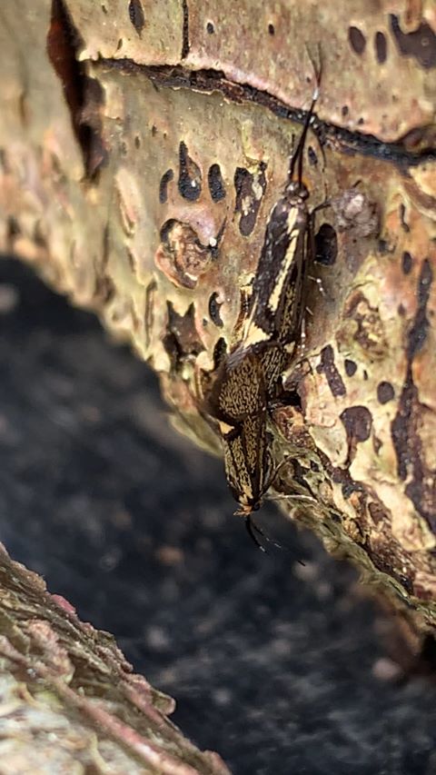 Esperia sulphurella – Hiding in plain sight – Wildlife Garden