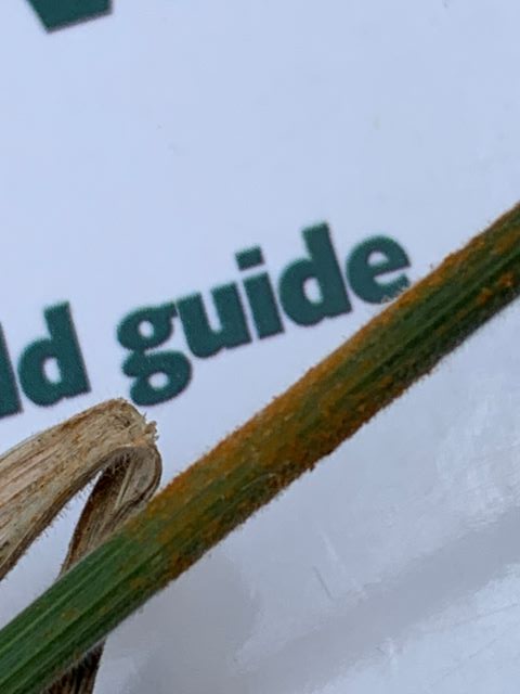 Meet the Fungi – Wildlife Garden